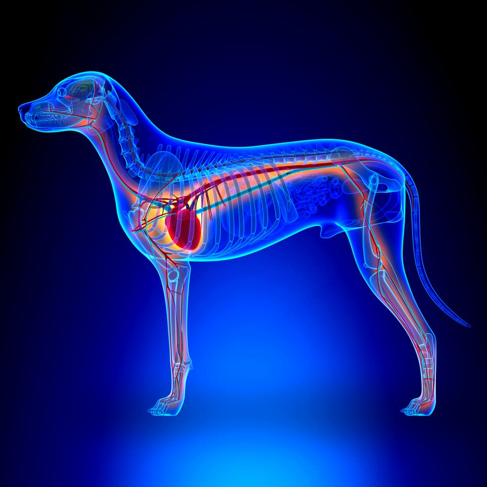 Advancements in Veterinary Cardiology: Bridging Innovations from Human ...